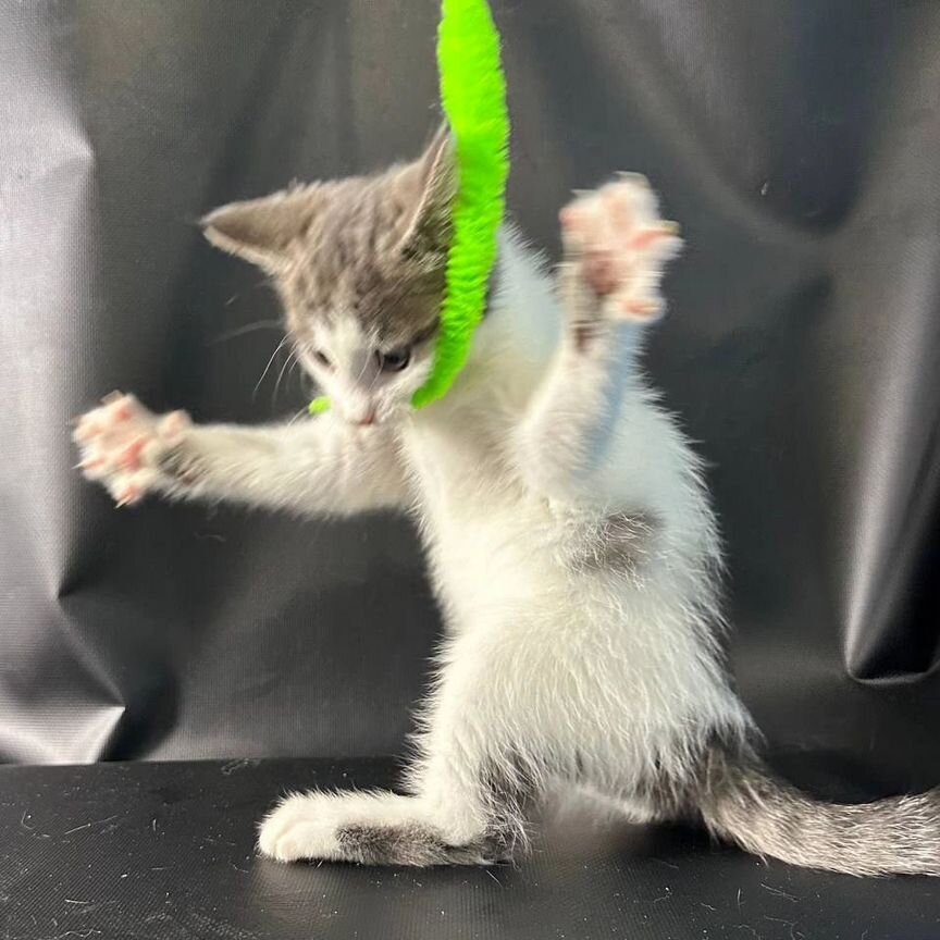 Котенок Костя - это ваш котенок
