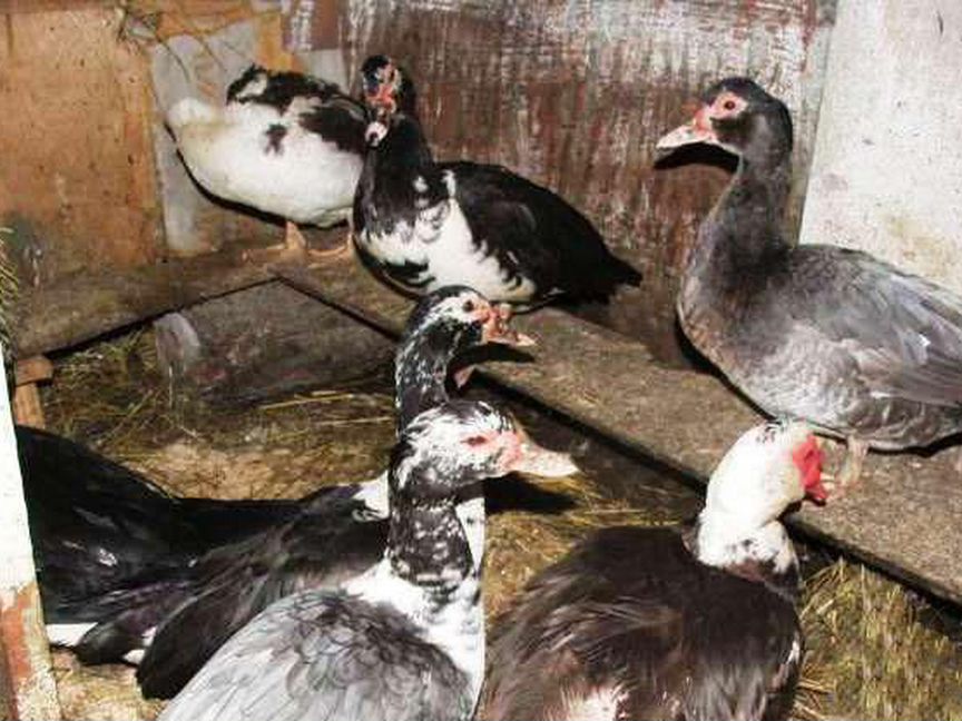 Индоутки и гуси семьями. Несушки