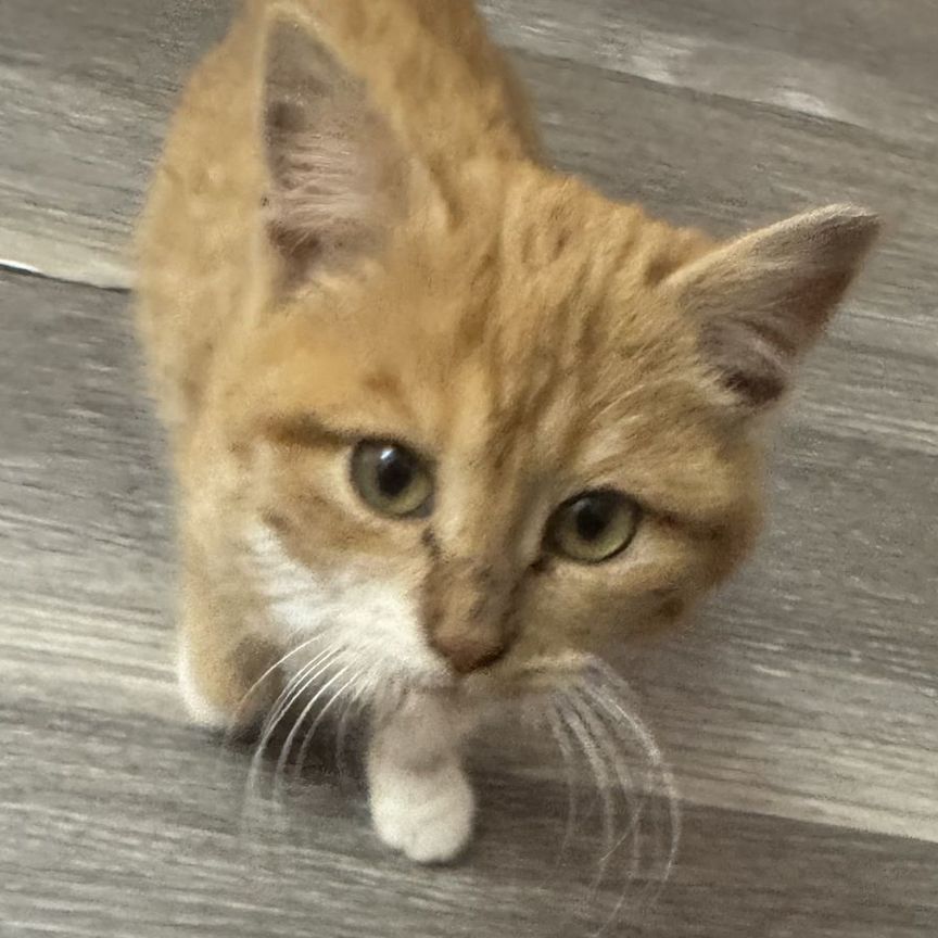 Котёнок в добрые руки