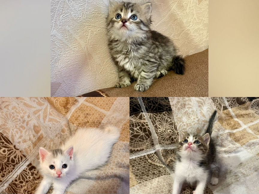 Котята в добрые руки
