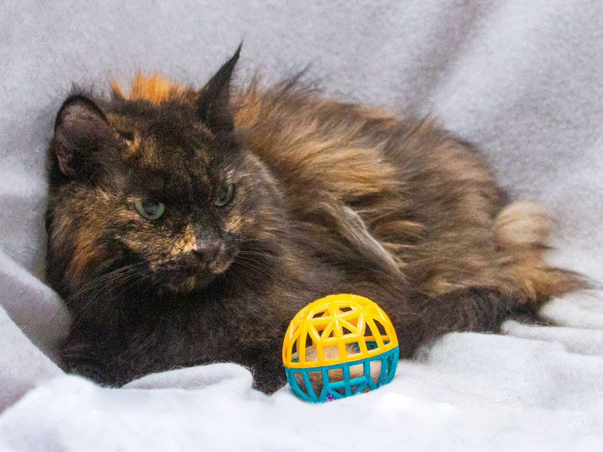 Пушистая красавица в добрые руки