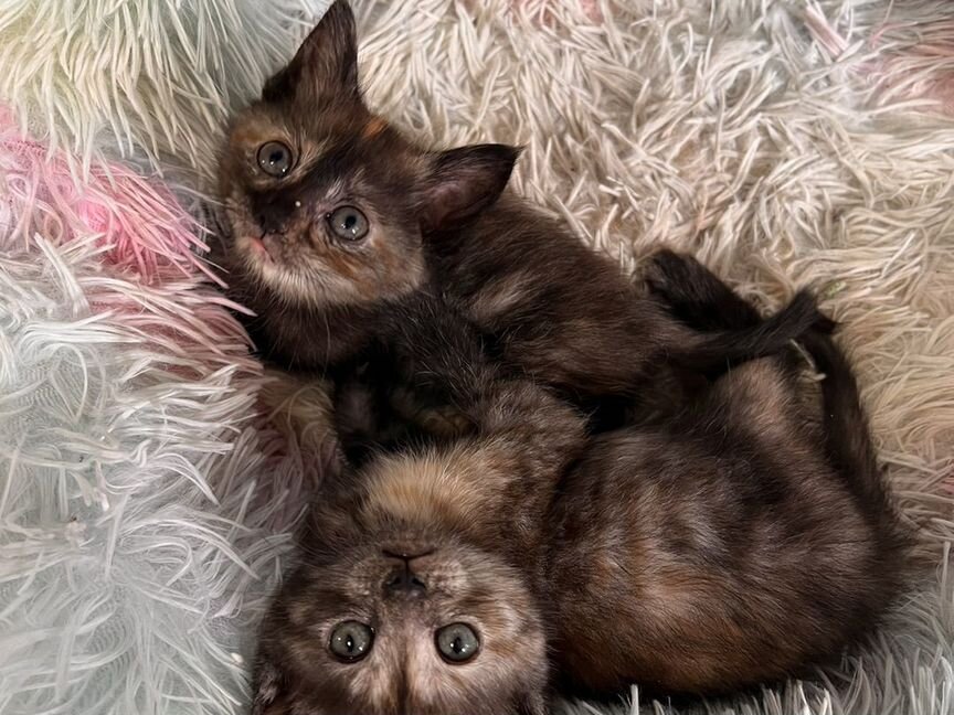 Малышки ищут дом