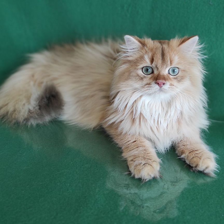 Британский длинношёрстный котёнок