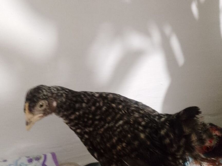 Гуси большая львиная голова, цыплята доминант