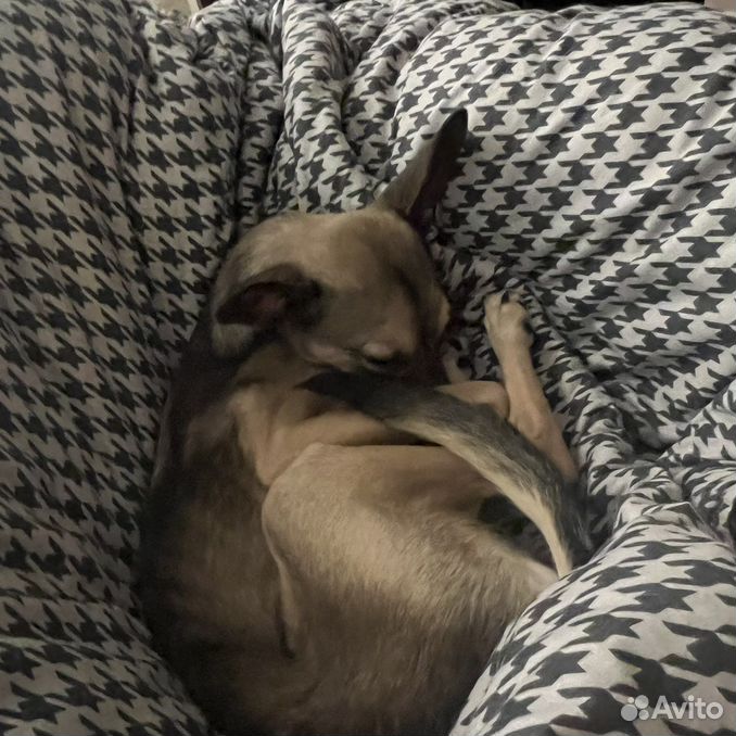 Добрый и отзывчивый пес по кличке "Ричи"