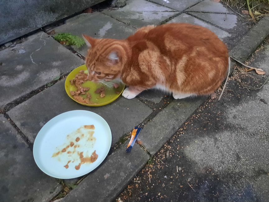 Рыжий кот в добрые руки