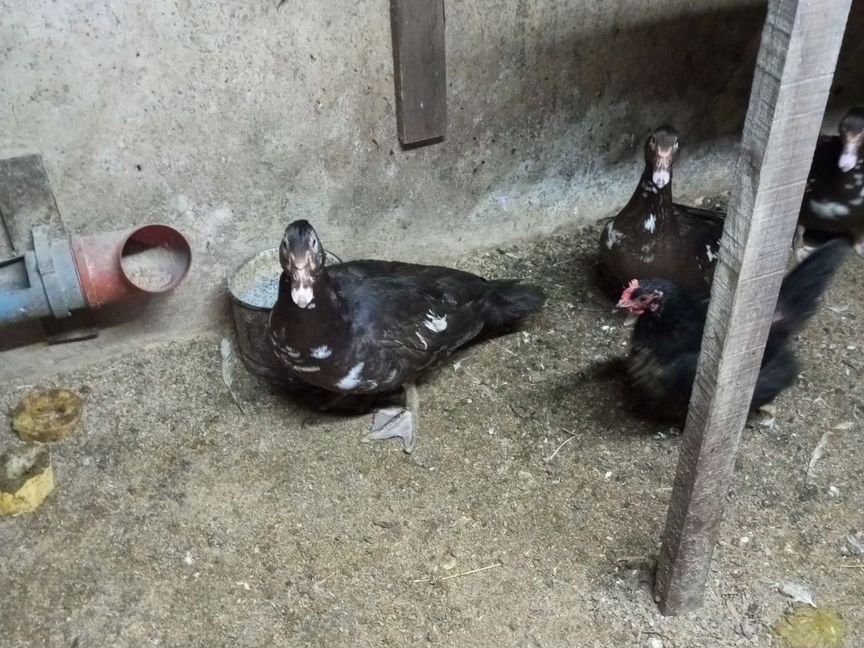 Индоутаки и индоутки