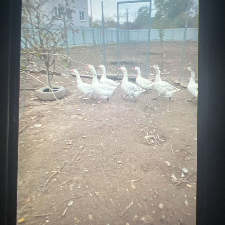 Молодые гуси