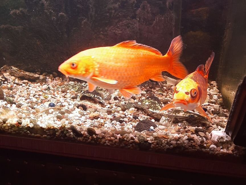 Карпы, аквариумные