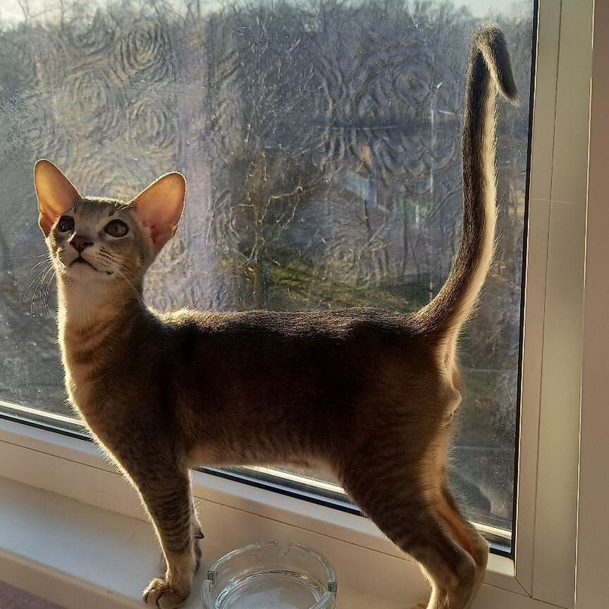 Котенок