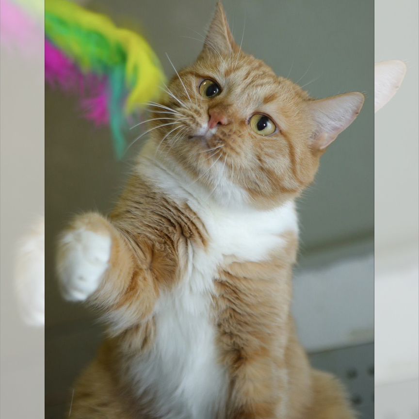 Взрослый кот в добрые руки