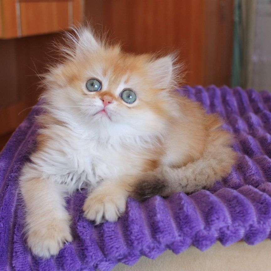 Золотая шиншилла девочка