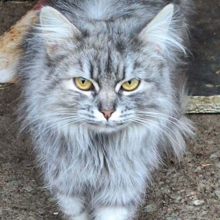 Кошка