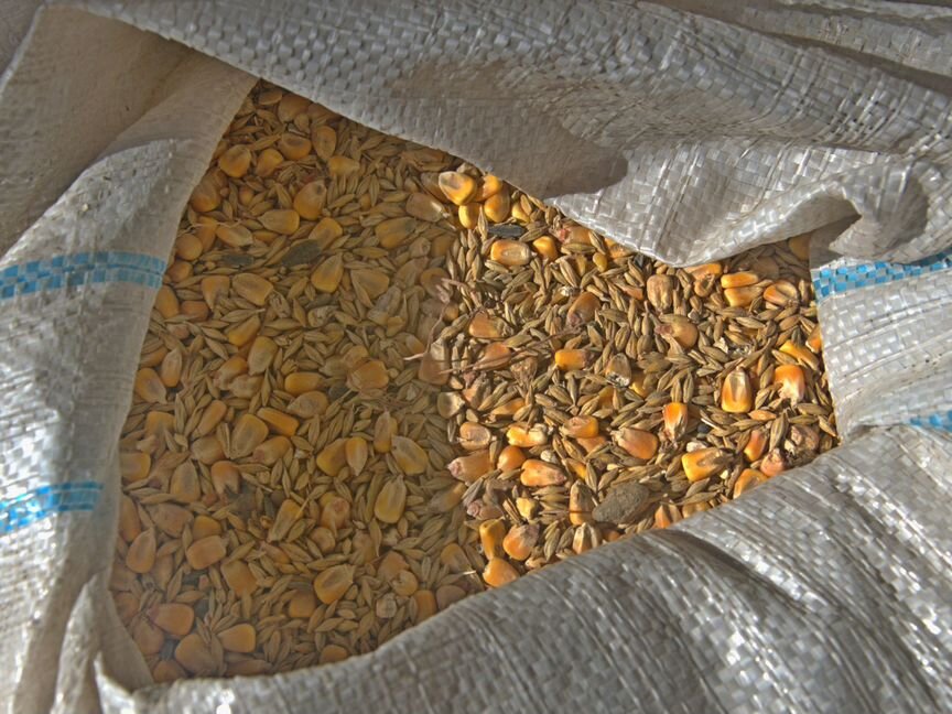 Зерносмесь Кукуруза-Ячмень-Подсолнечник