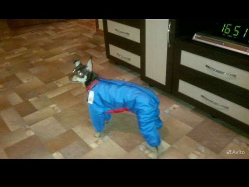 Товары для животных