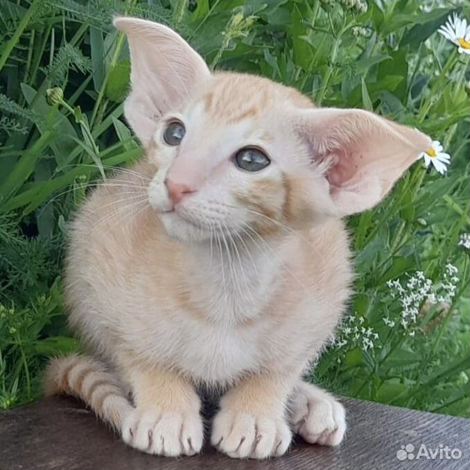 Ориентальные котята современный и экстрим
