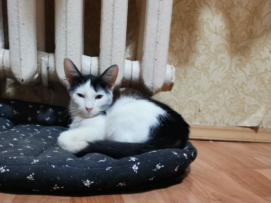 Котик 9 мес.бесплатно