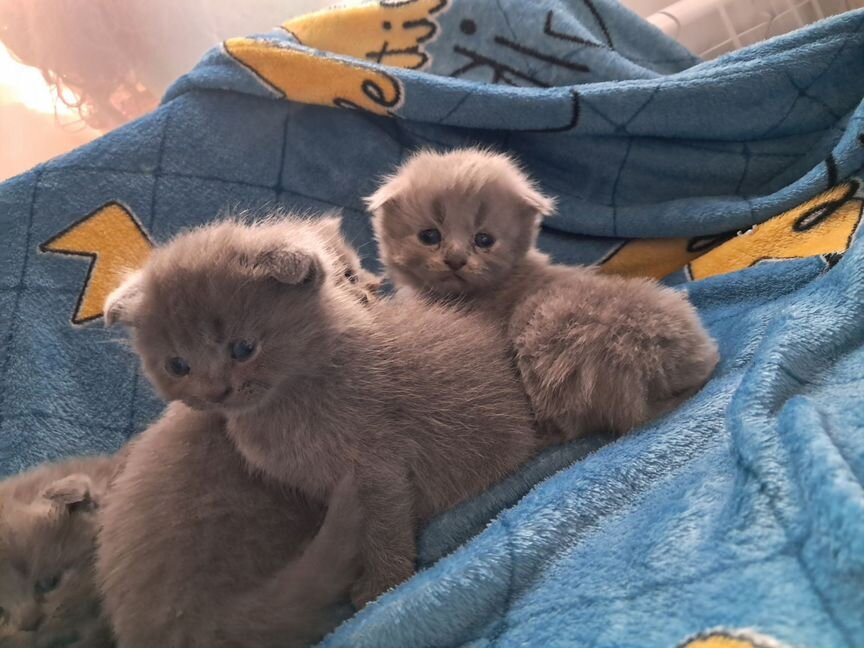 Вислоухие котятки