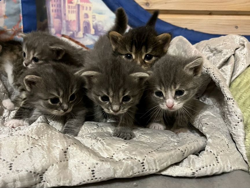 Сибирские котята