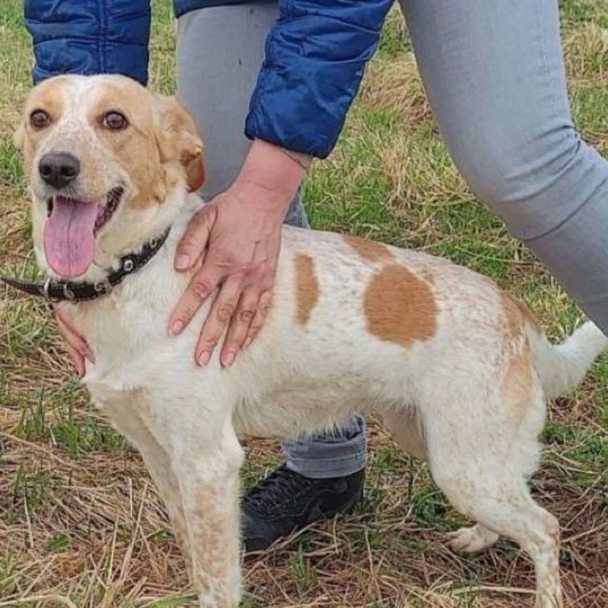 Собачка Няша