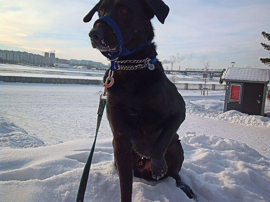 Халти для собак