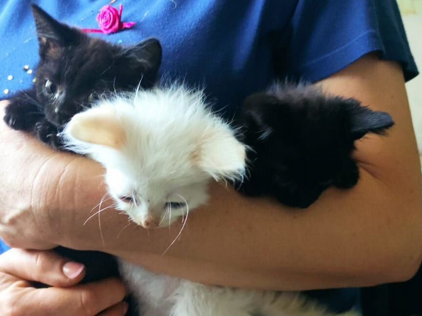 Отдам в добрые руки