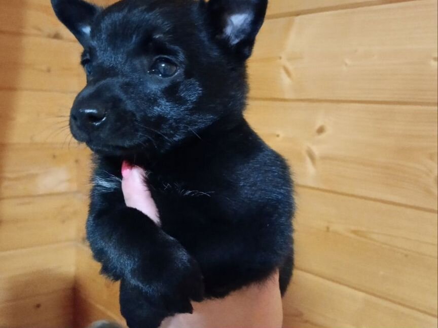 Собаки щенки маленькой породы в добрые руки