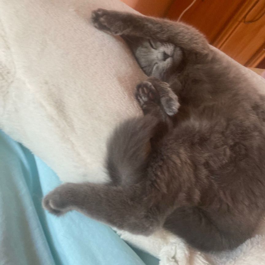 Кошка
