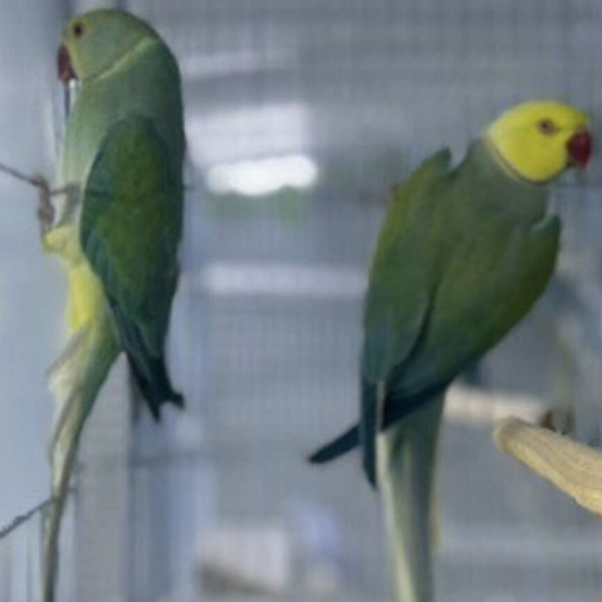 Ожереловый попугай птенцы выкормыши