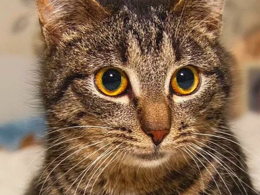 Ласковый котенок, 7 мес. Живёт в клетке