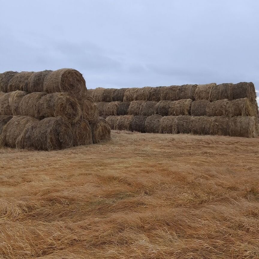 Корма для животных
