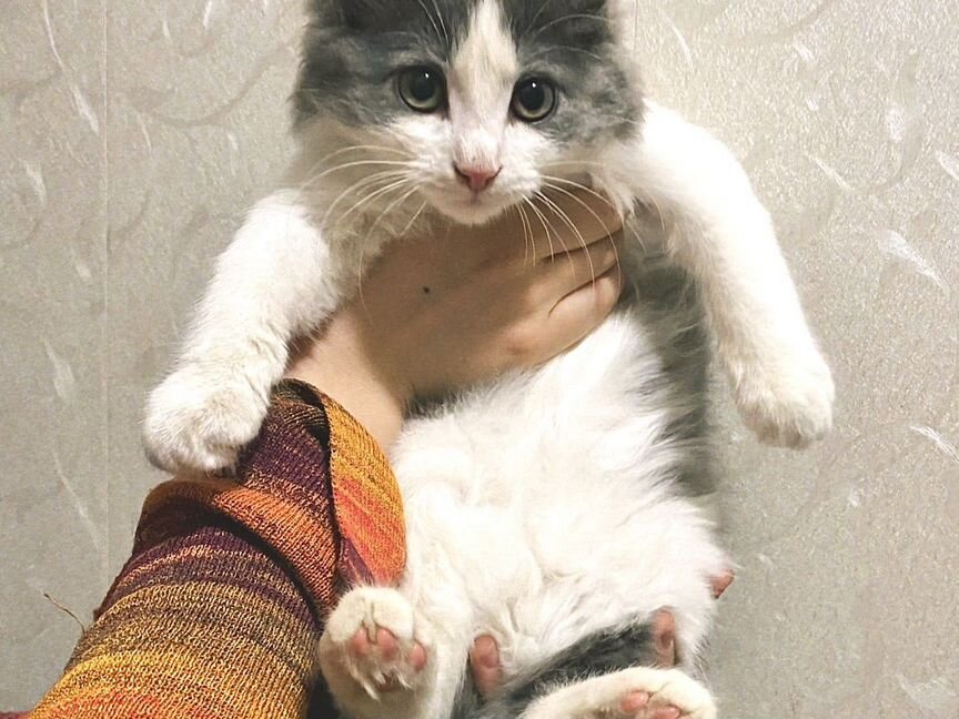 Ави ищет дом. Котенок в добрые руки