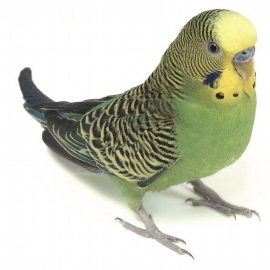 Волнистый попугай с клеткой