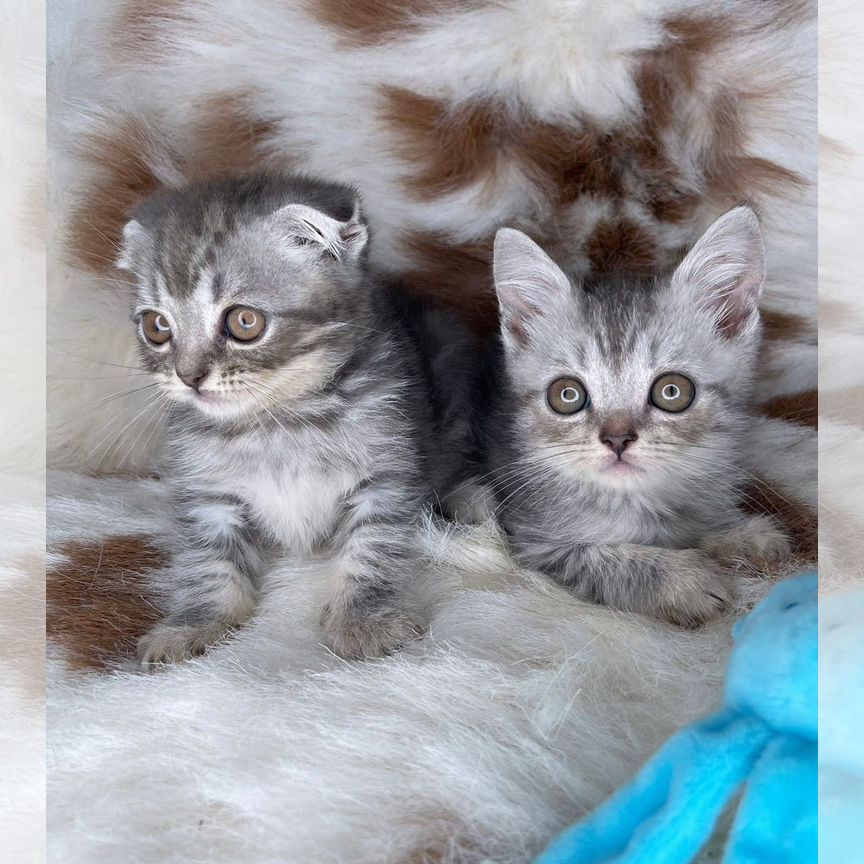 Шотландские котята