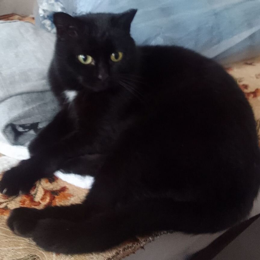 Взрослая, Девочка кошка в добрые руки