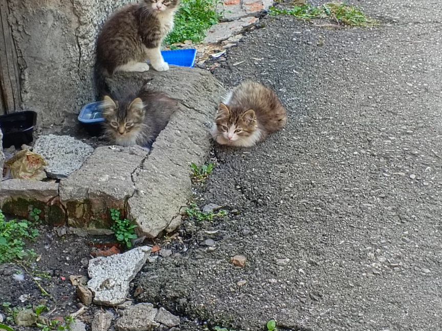 Котятки ищут дом