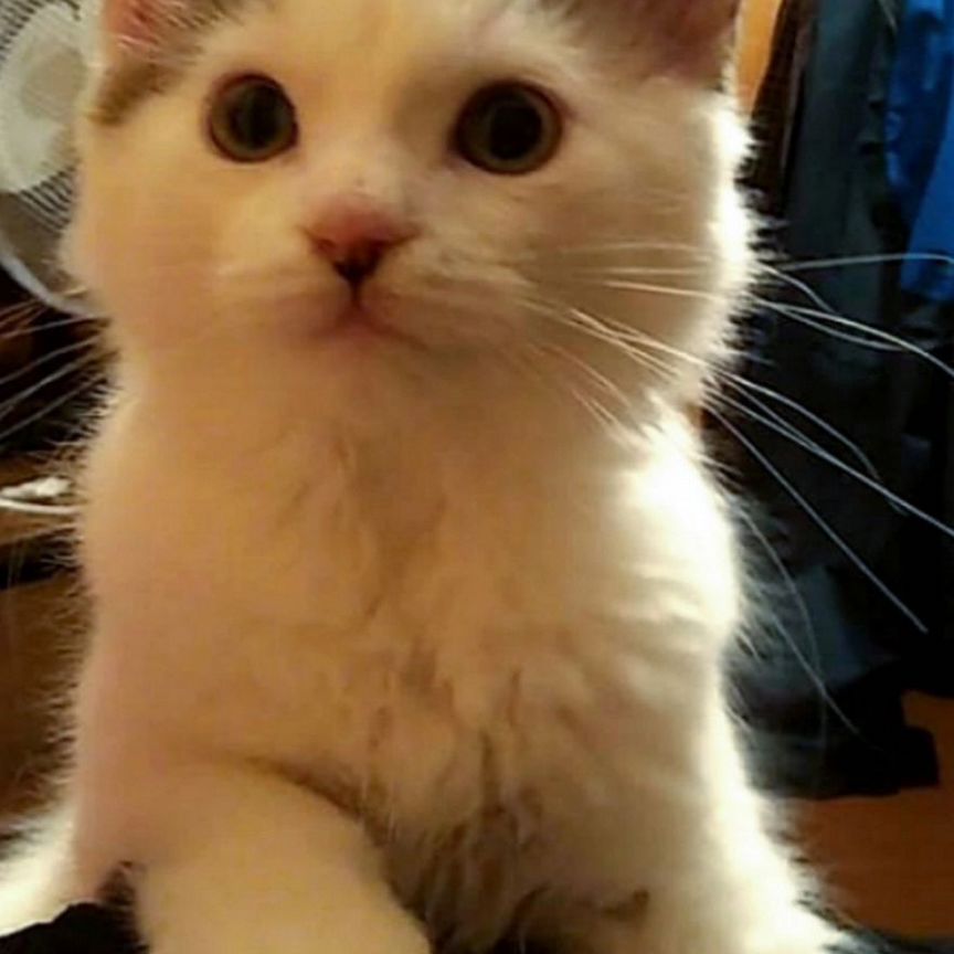 Котенок мальчик 2,5 м