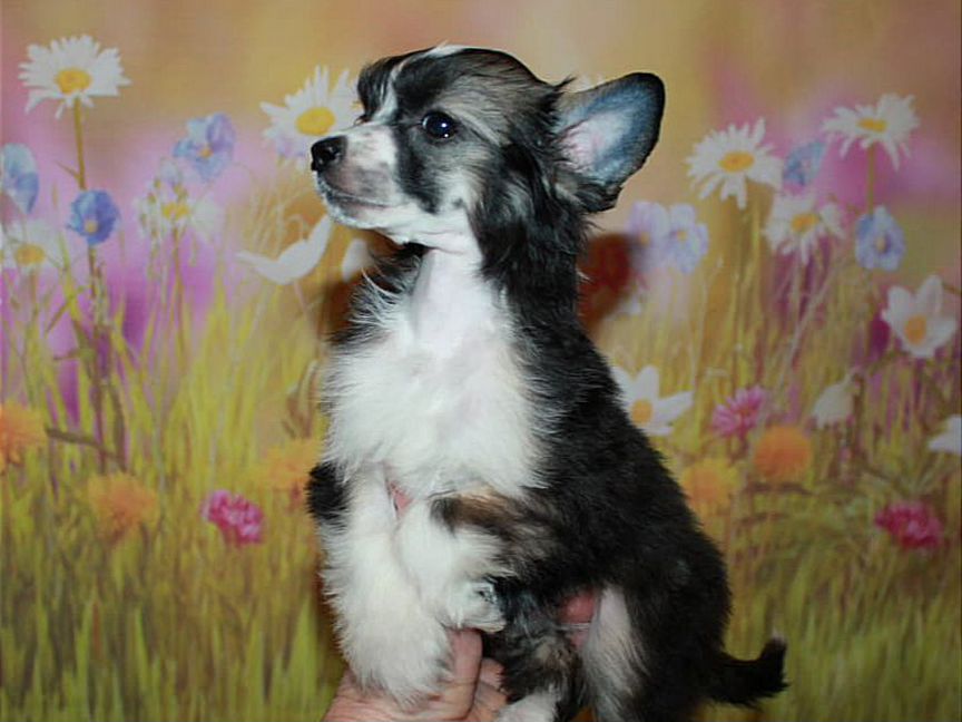 Пуховая миниатюрная малышка