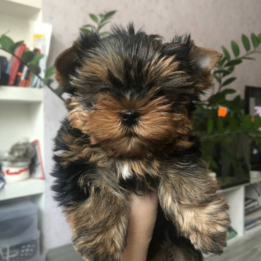 Йоркширский терьер девочка с документами