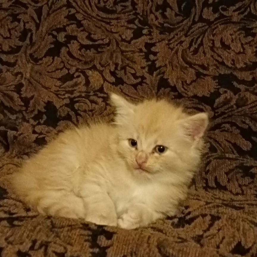 Котёнок