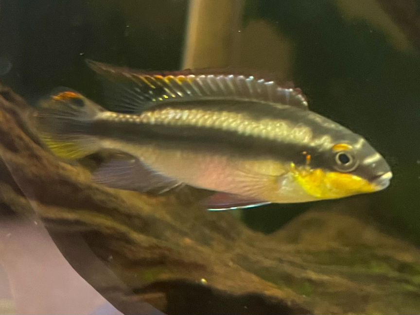 Пельвикахромис пульхера самец