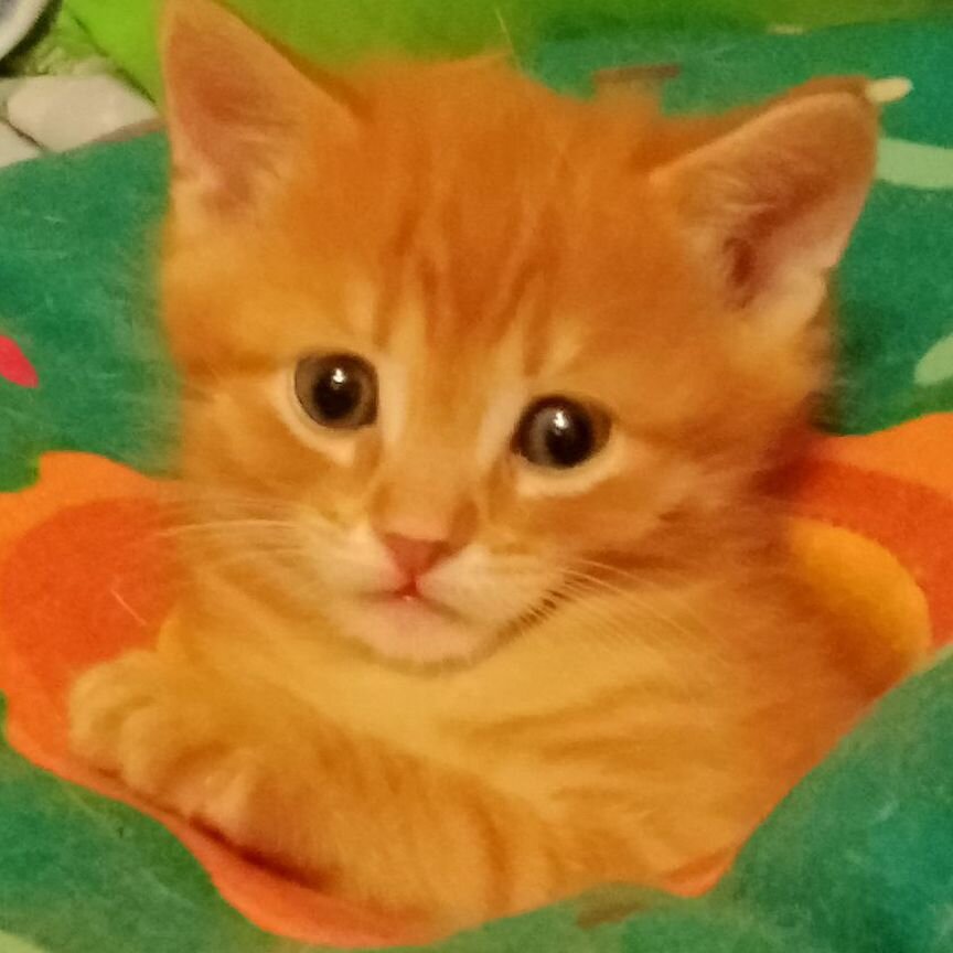 Котенок