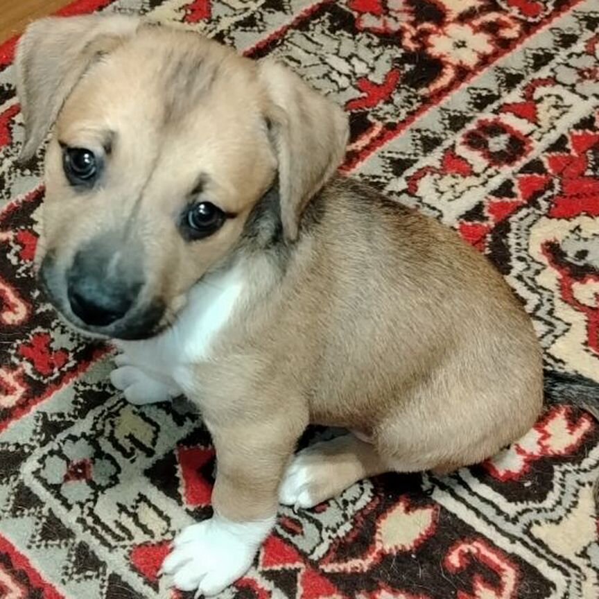 Американский стаффордширский терьер, щенок