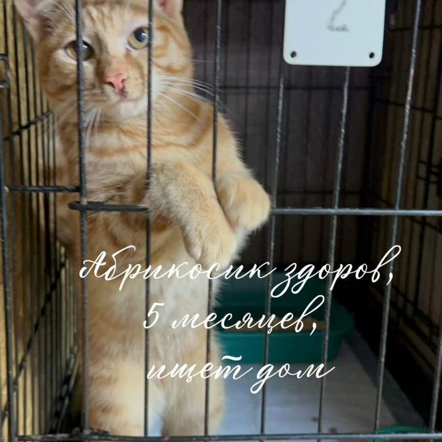 Рыжий котенок