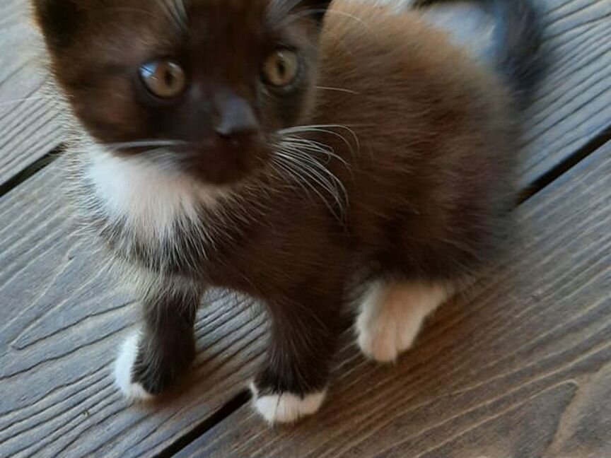 Шоколад. Котёнок Египетской Мао и Дымчатого кота
