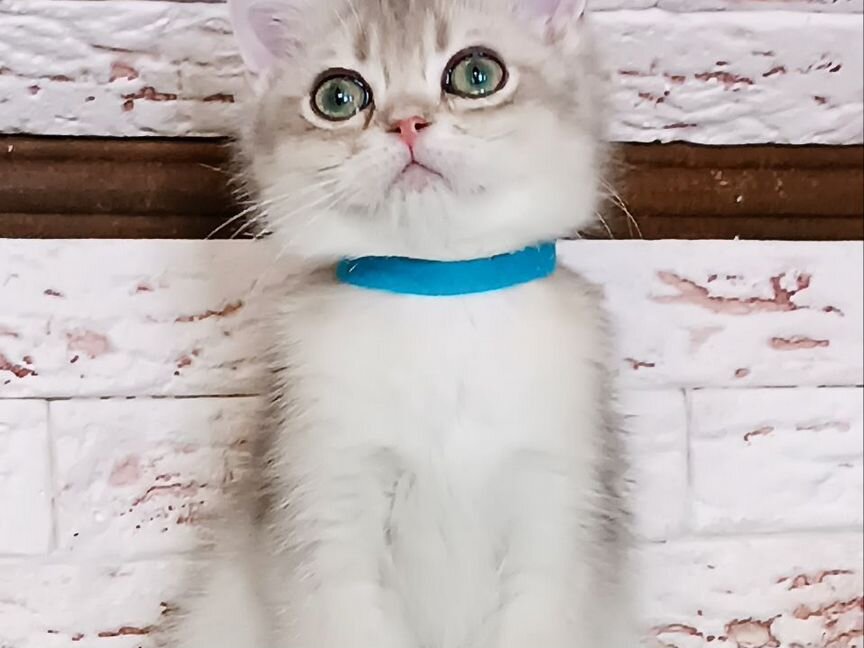 Кот голубое золото BRI
