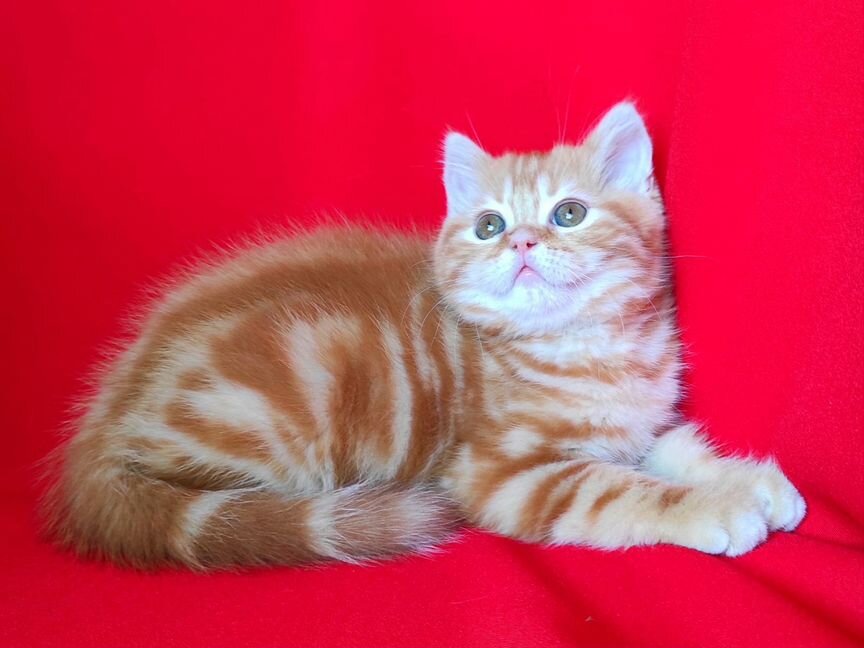 Шотландский Принц