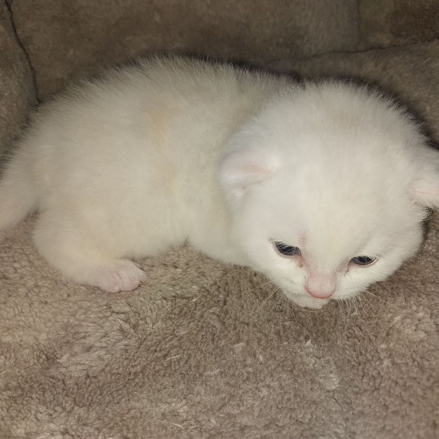 Котик