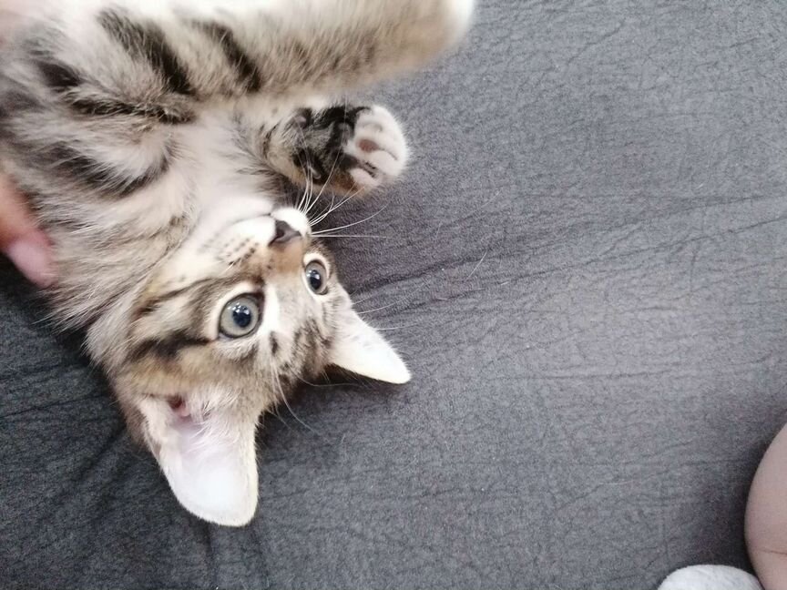 Пушистые котенок бесплатно