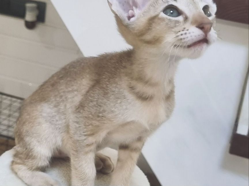 Ориентальная малышка